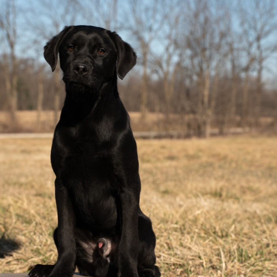 Red Labrador Puppies - Massbach Kennels